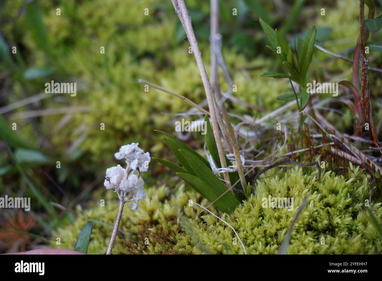 Sticky False Asphodel (Triantha glutinosa Stock Photo - Alamy