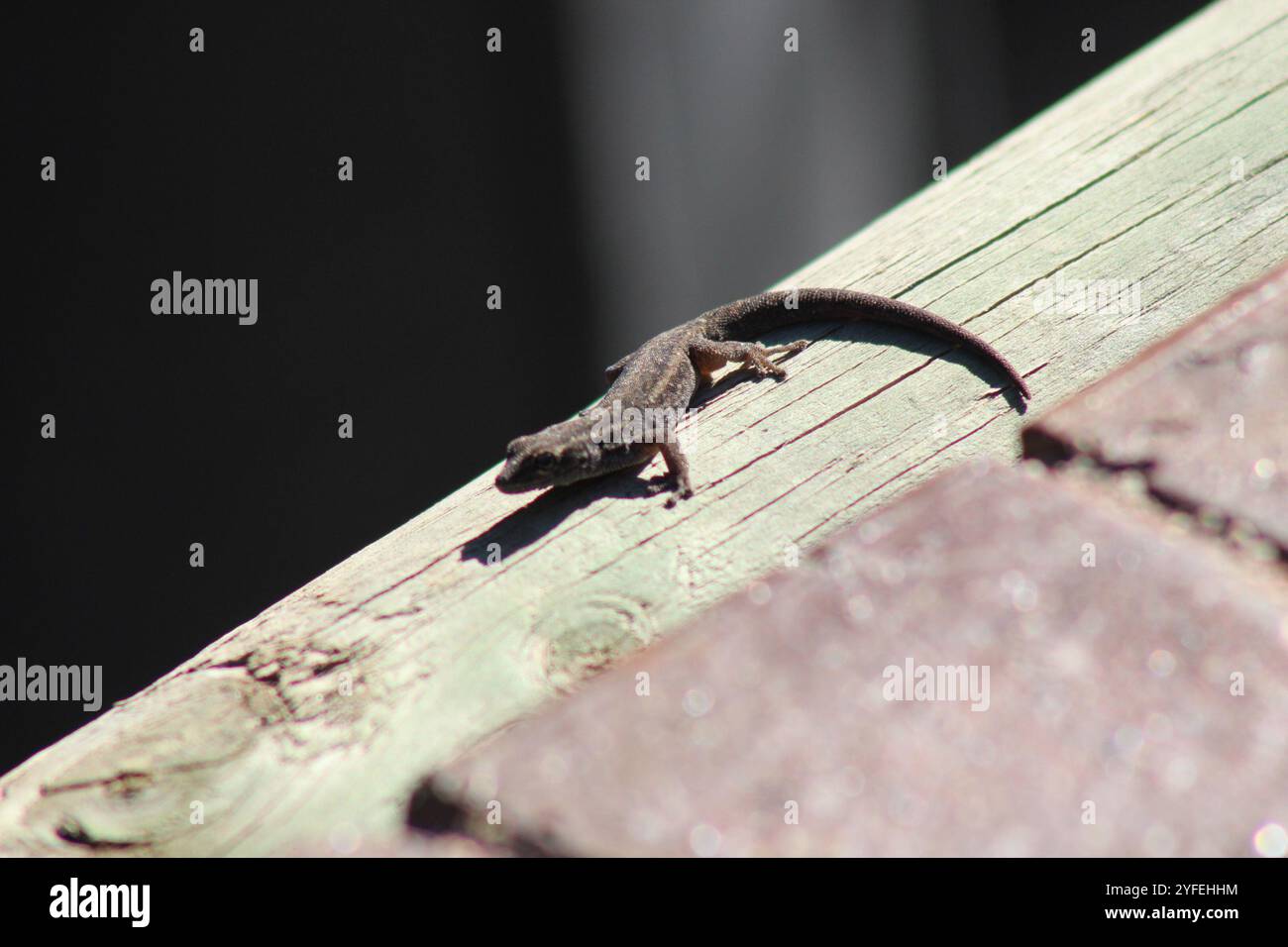 Common Dwarf Gecko (Lygodactylus capensis Stock Photo - Alamy