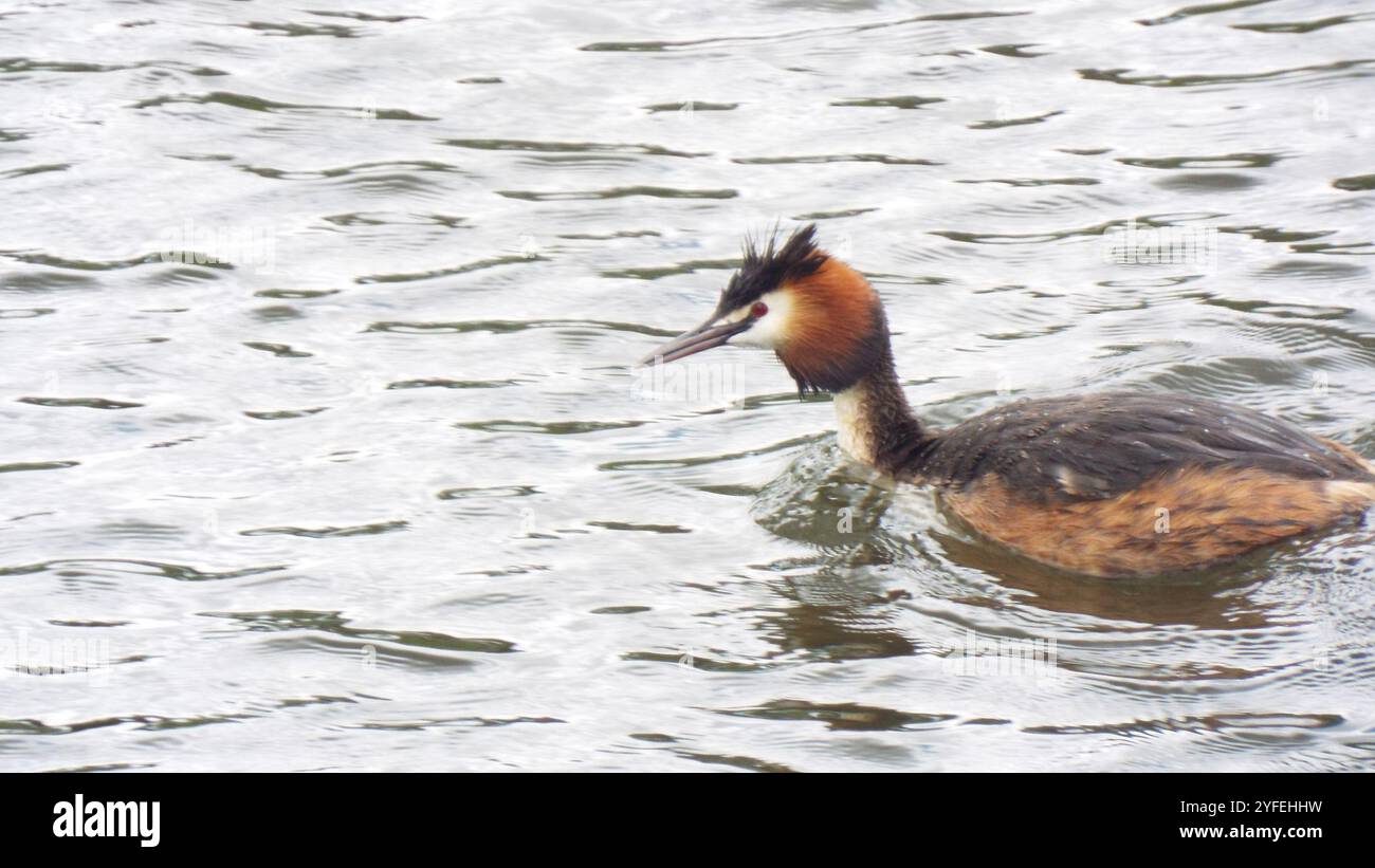 Great Crested Grebe (Podiceps cristatus Stock Photo - Alamy