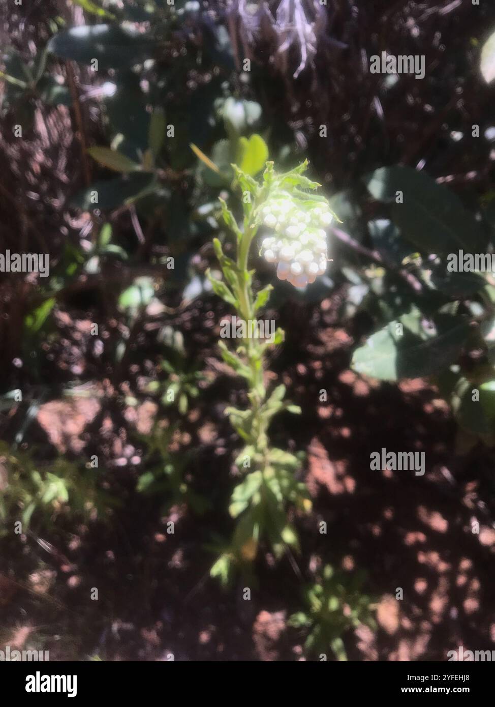 California cudweed (Pseudognaphalium californicum Stock Photo - Alamy