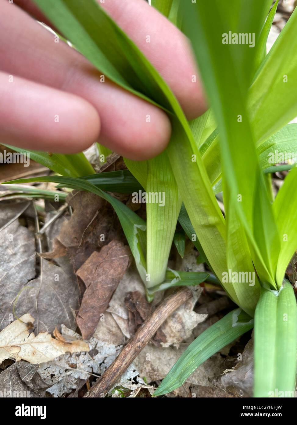 White Bear Sedge (Carex albursina Stock Photo - Alamy