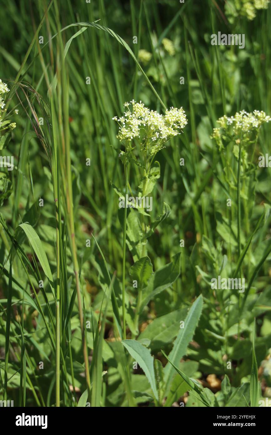 field peppergrass (Lepidium campestre Stock Photo - Alamy