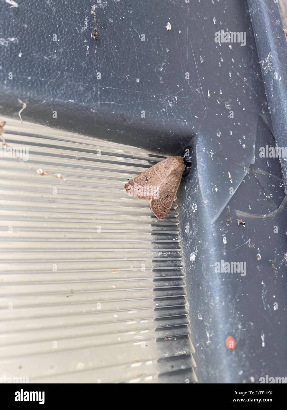 Culea hi-res stock photography and images - Alamy