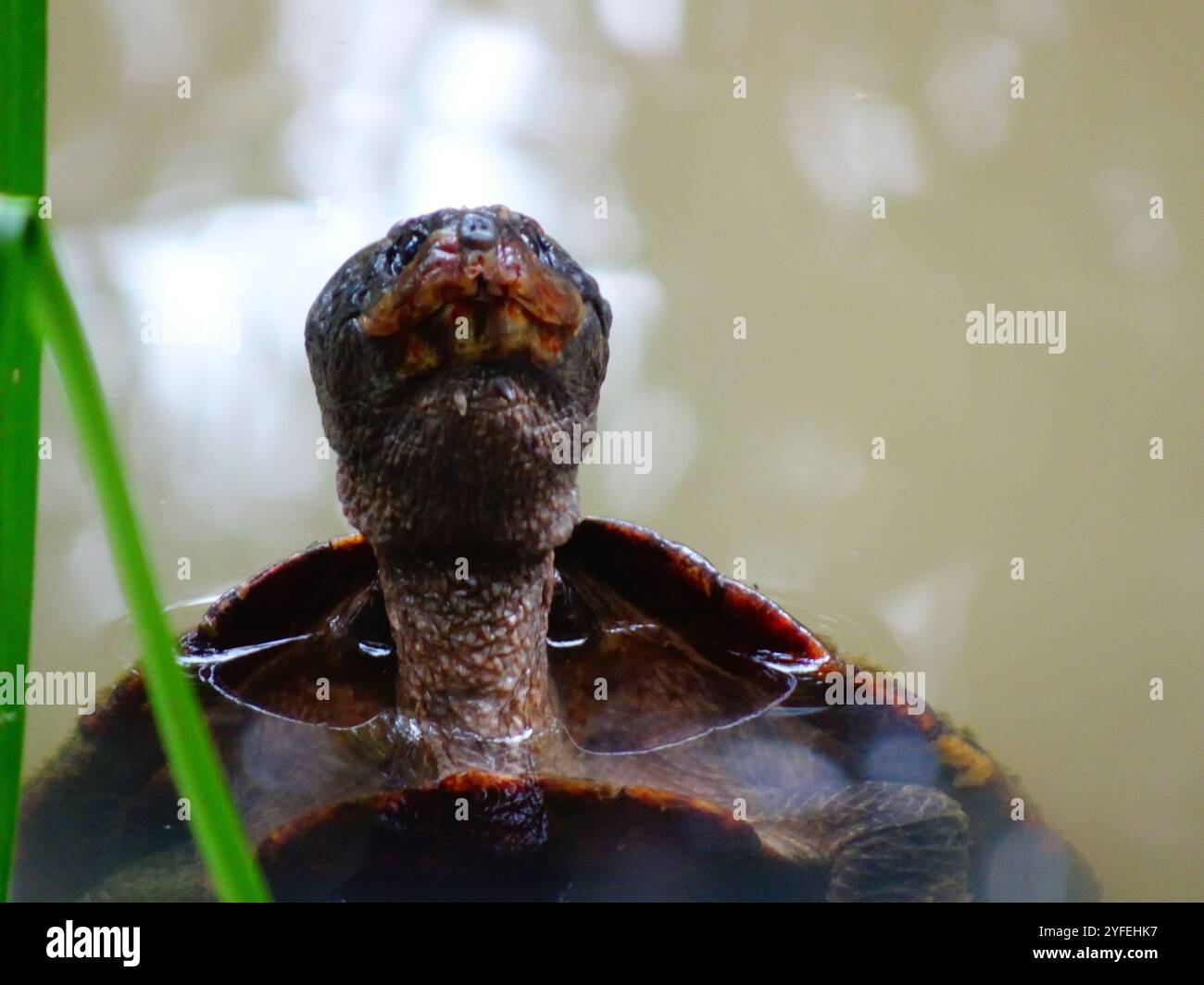 Eastern Saw-shelled Turtle (Myuchelys latisternum Stock Photo - Alamy