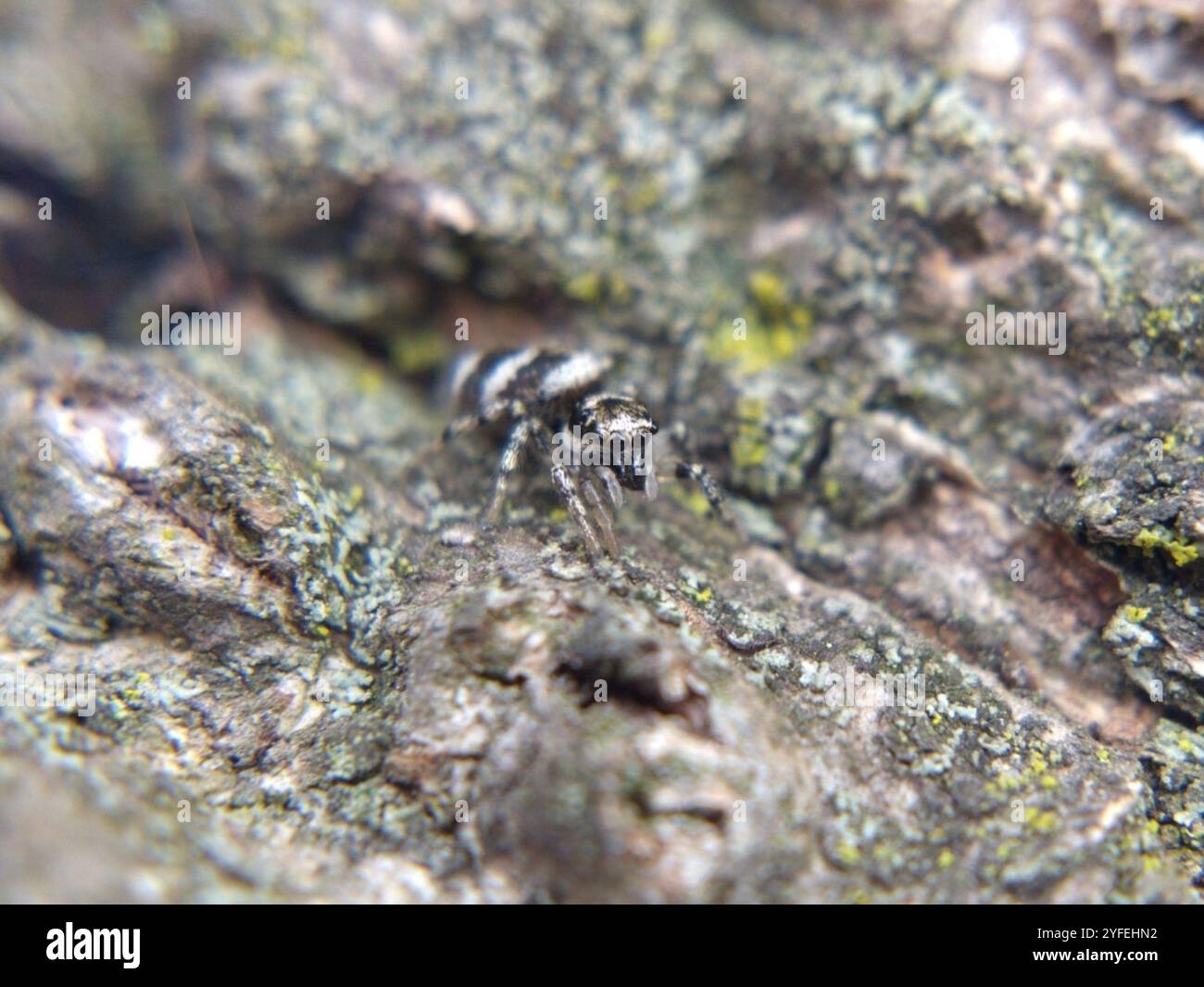 Zebra Jumping Spider (Salticus scenicus Stock Photo - Alamy