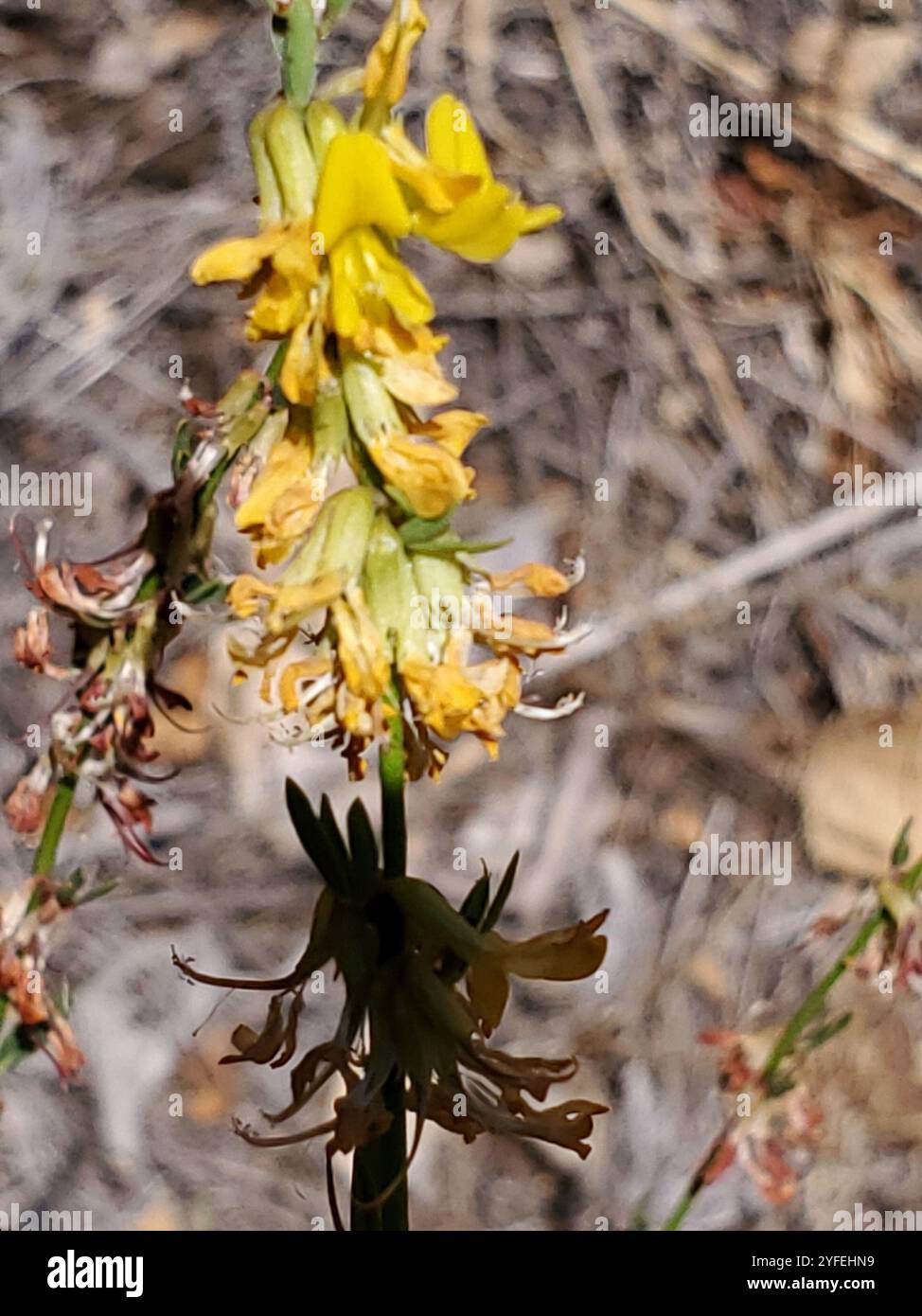 deerweed (Acmispon glaber Stock Photo - Alamy