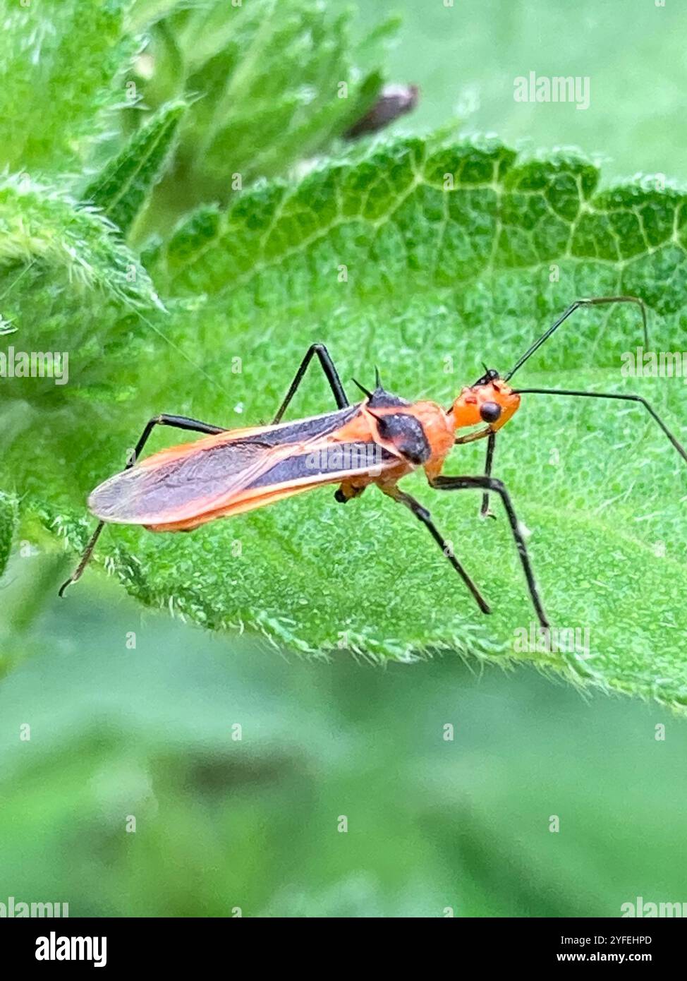 Red Bull Assassin Bug (Repipta taurus Stock Photo - Alamy