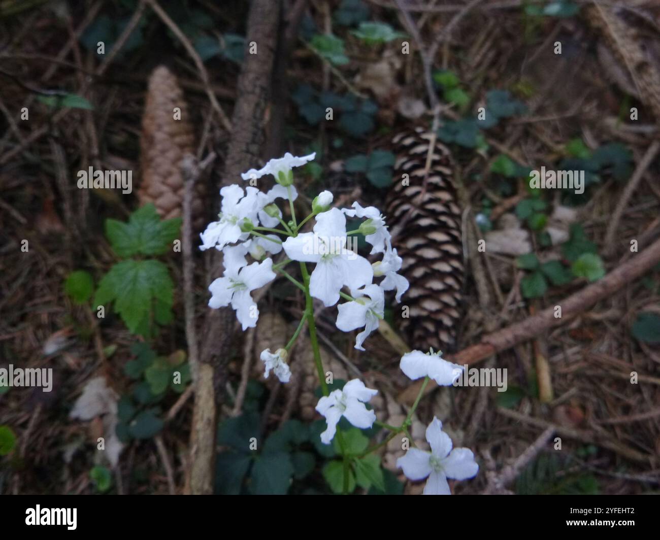 Trefoil Cress (Cardamine trifolia Stock Photo - Alamy