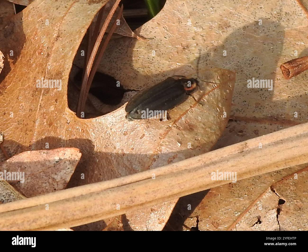 Winter Firefly (Ellychnia corrusca Stock Photo - Alamy