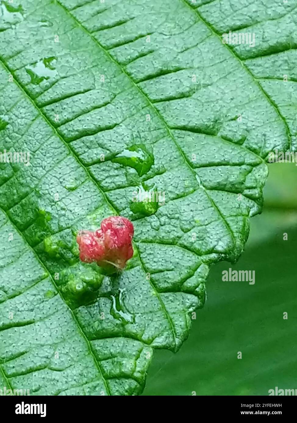 Rice Root Aphid (Tetraneura akinire Stock Photo - Alamy