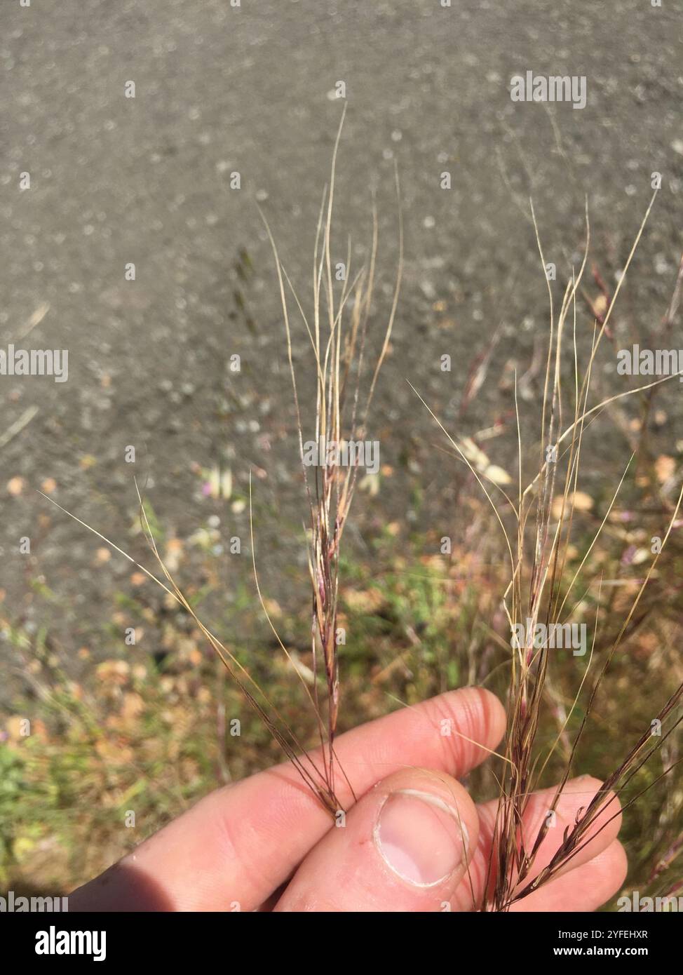 purple needlegrass (Nassella pulchra Stock Photo - Alamy