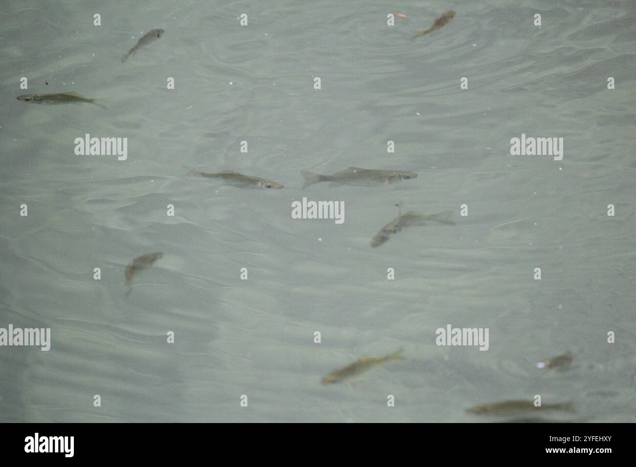 Ray-finned Fishes (Actinopterygii Stock Photo - Alamy
