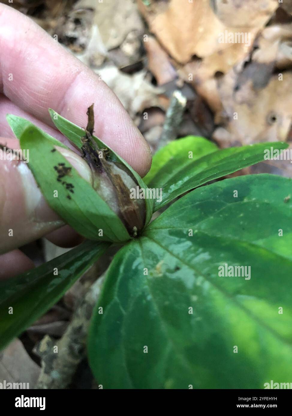 Mississippi River wakerobin (Trillium foetidissimum Stock Photo - Alamy
