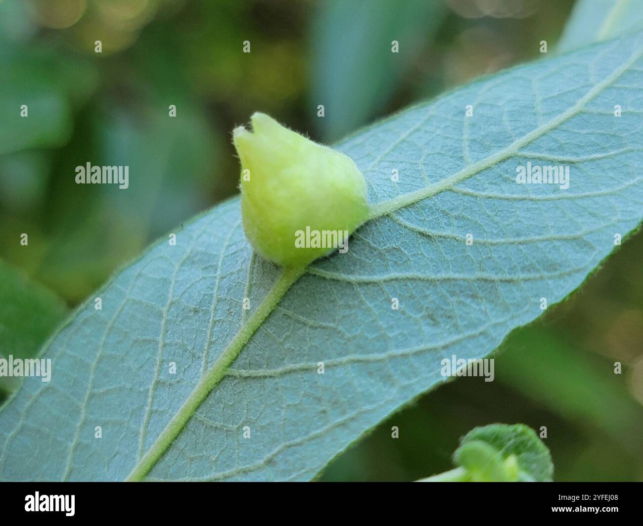 Winged and Once-winged Insects (Pterygota Stock Photo - Alamy