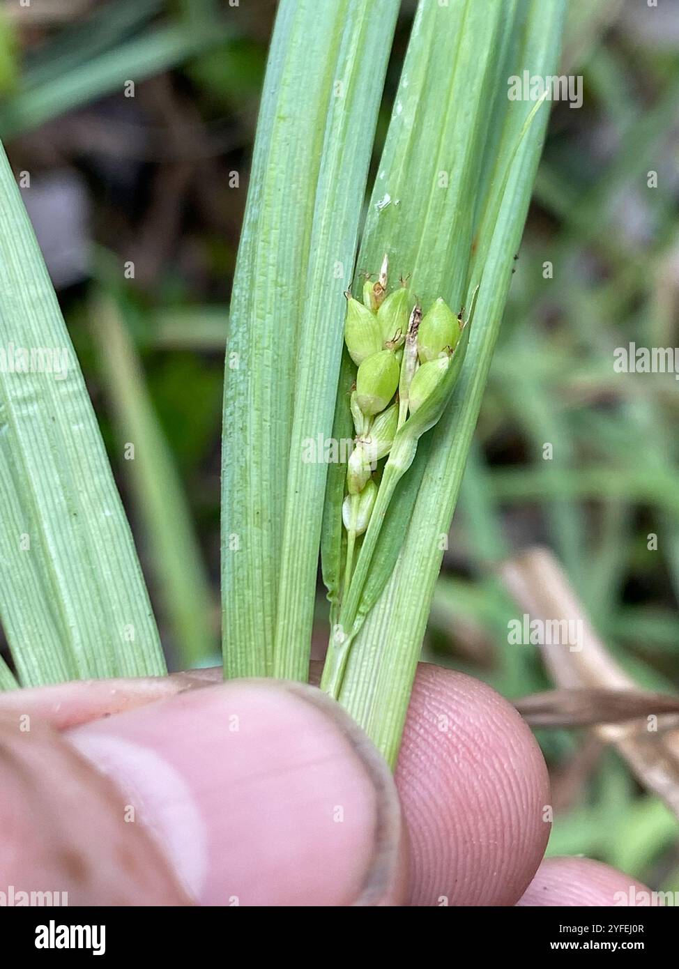 Long Stalk Woodland Sedge (Carex digitalis macropoda Stock Photo - Alamy