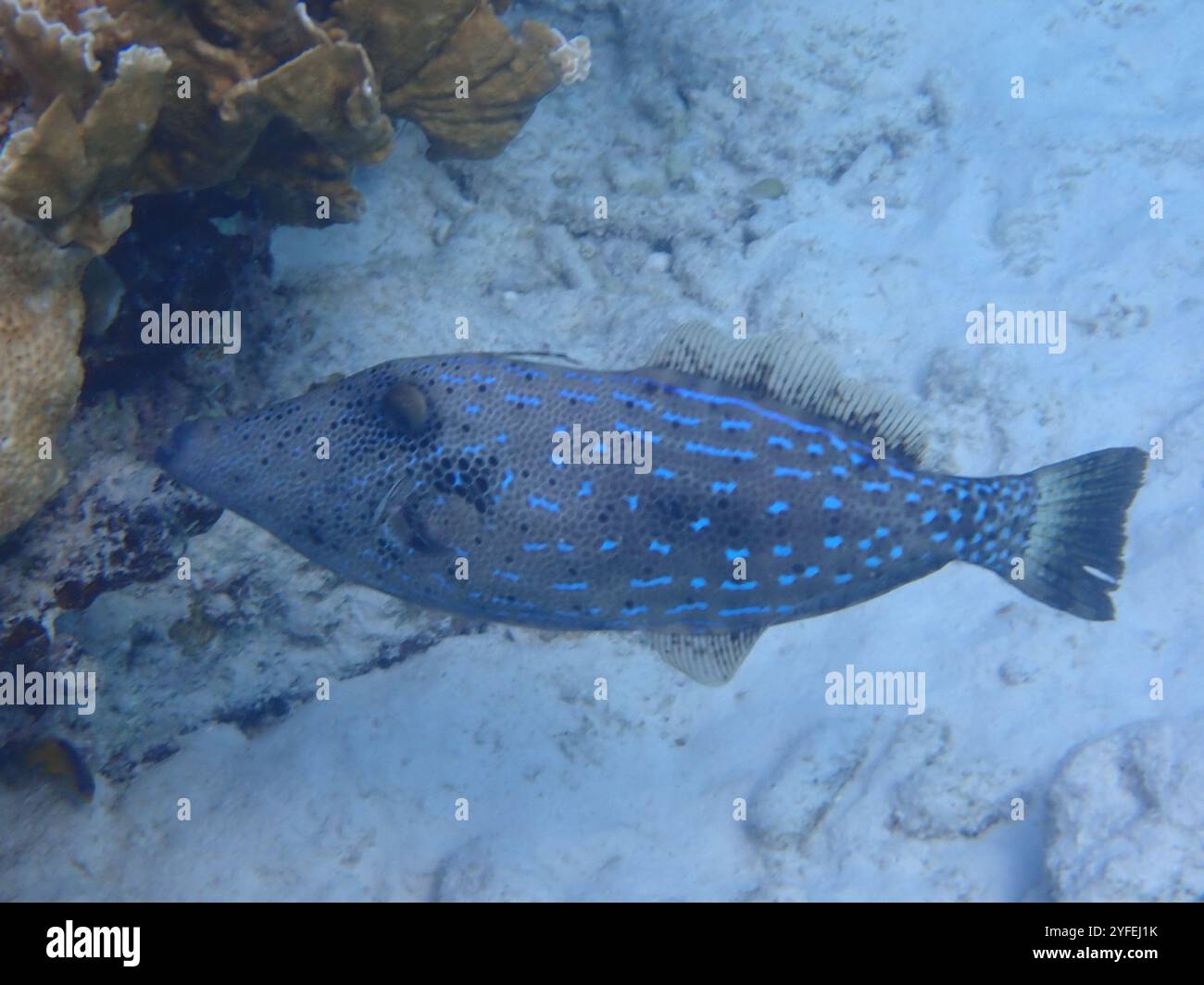 Scrawled Filefish (Aluterus scriptus Stock Photo - Alamy
