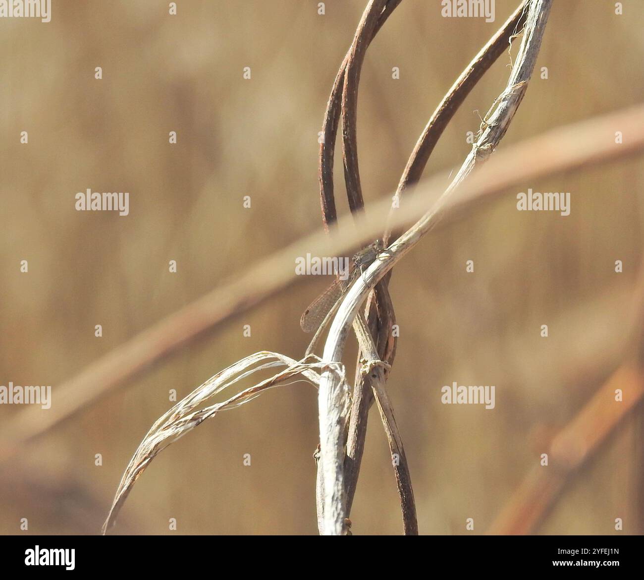 Siberian Winter Damsel (Sympecma paedisca Stock Photo - Alamy