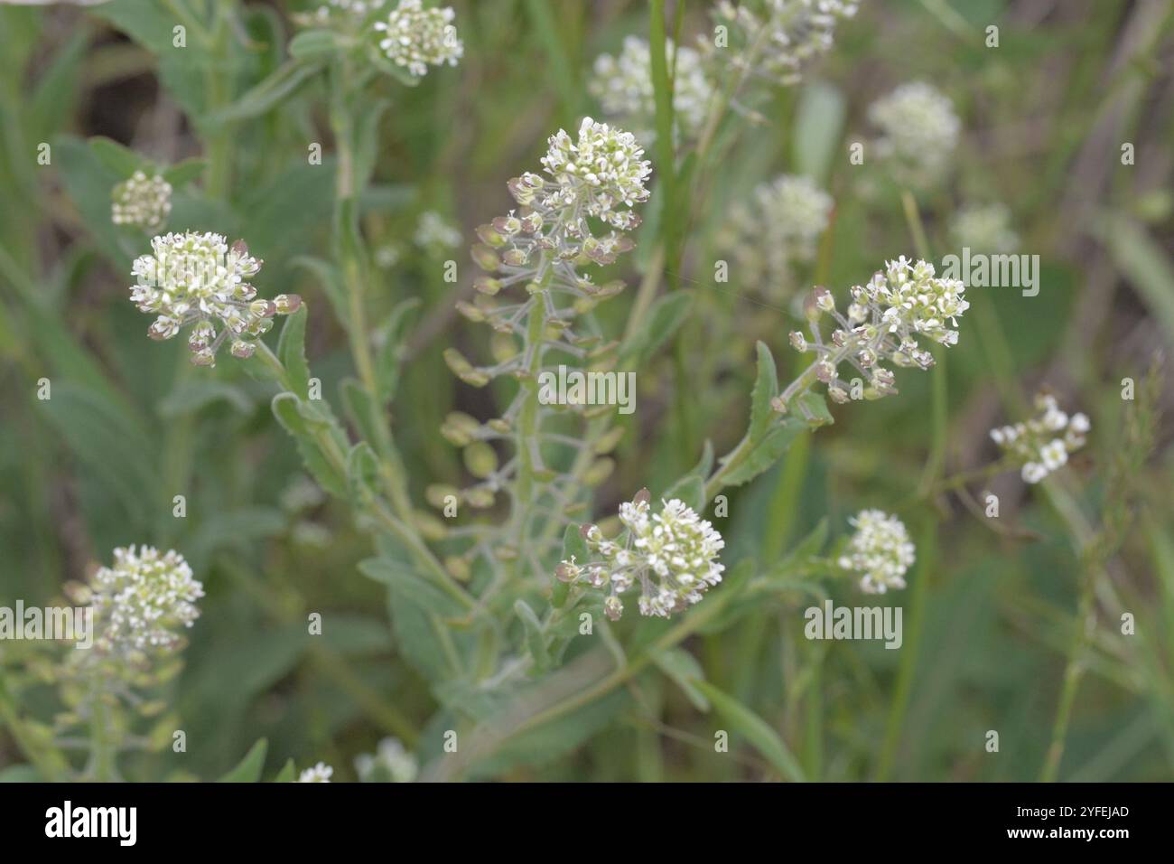 field peppergrass (Lepidium campestre Stock Photo - Alamy