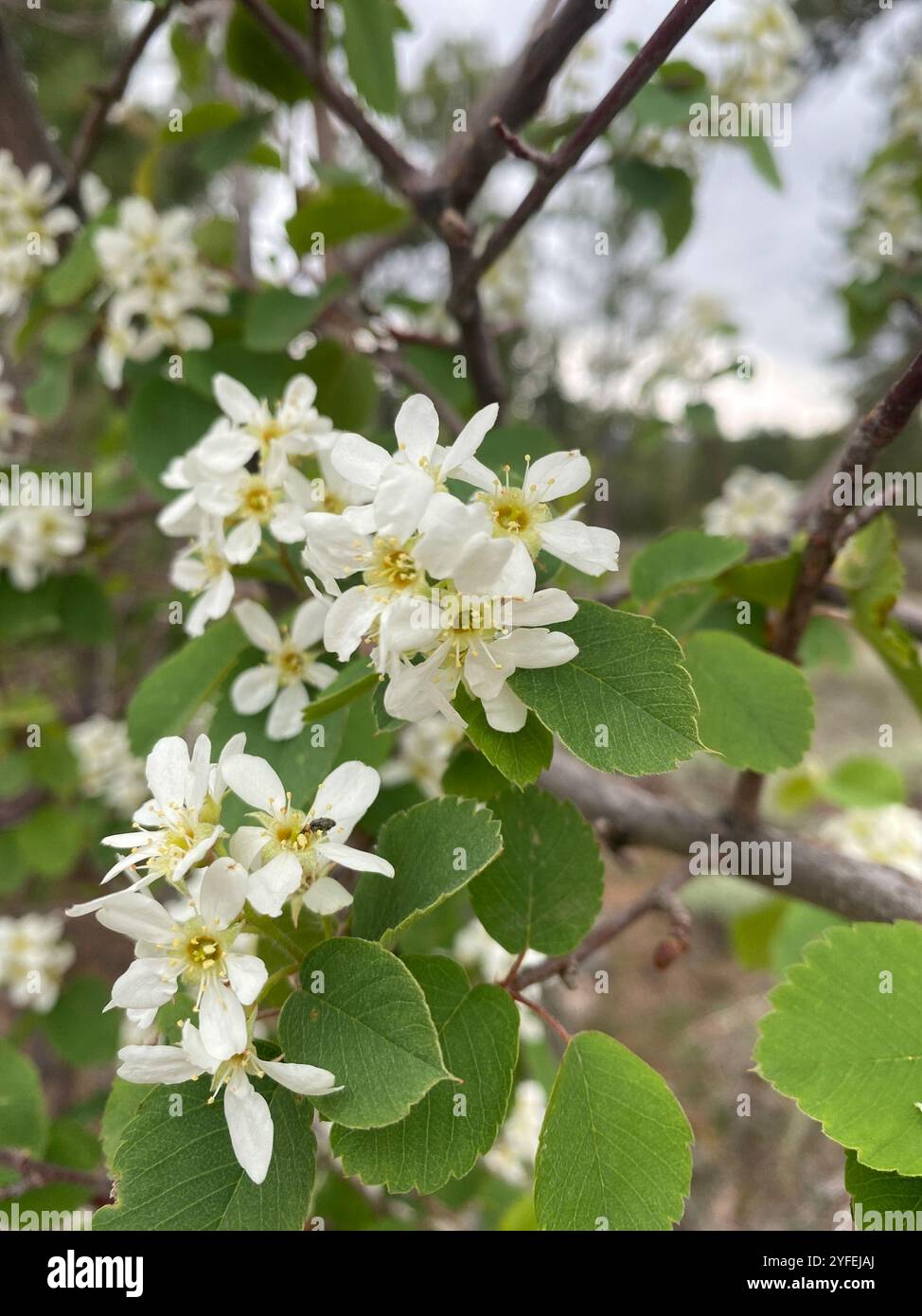 Utah Serviceberry (Amelanchier utahensis Stock Photo - Alamy