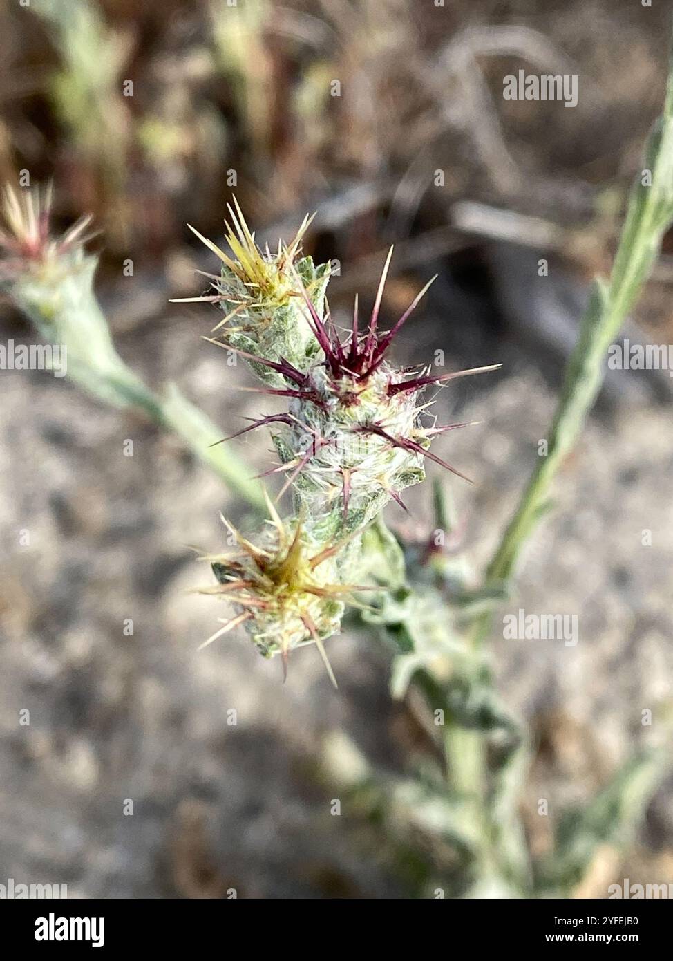 Maltese star-thistle (Centaurea melitensis Stock Photo - Alamy
