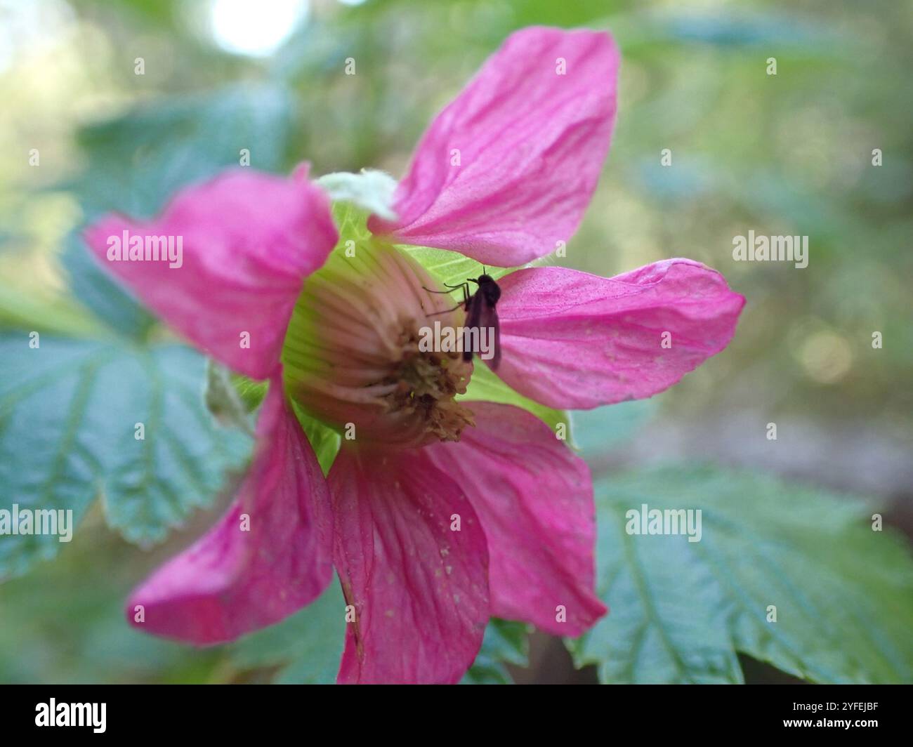 Salmonberry (Rubus spectabilis Stock Photo - Alamy
