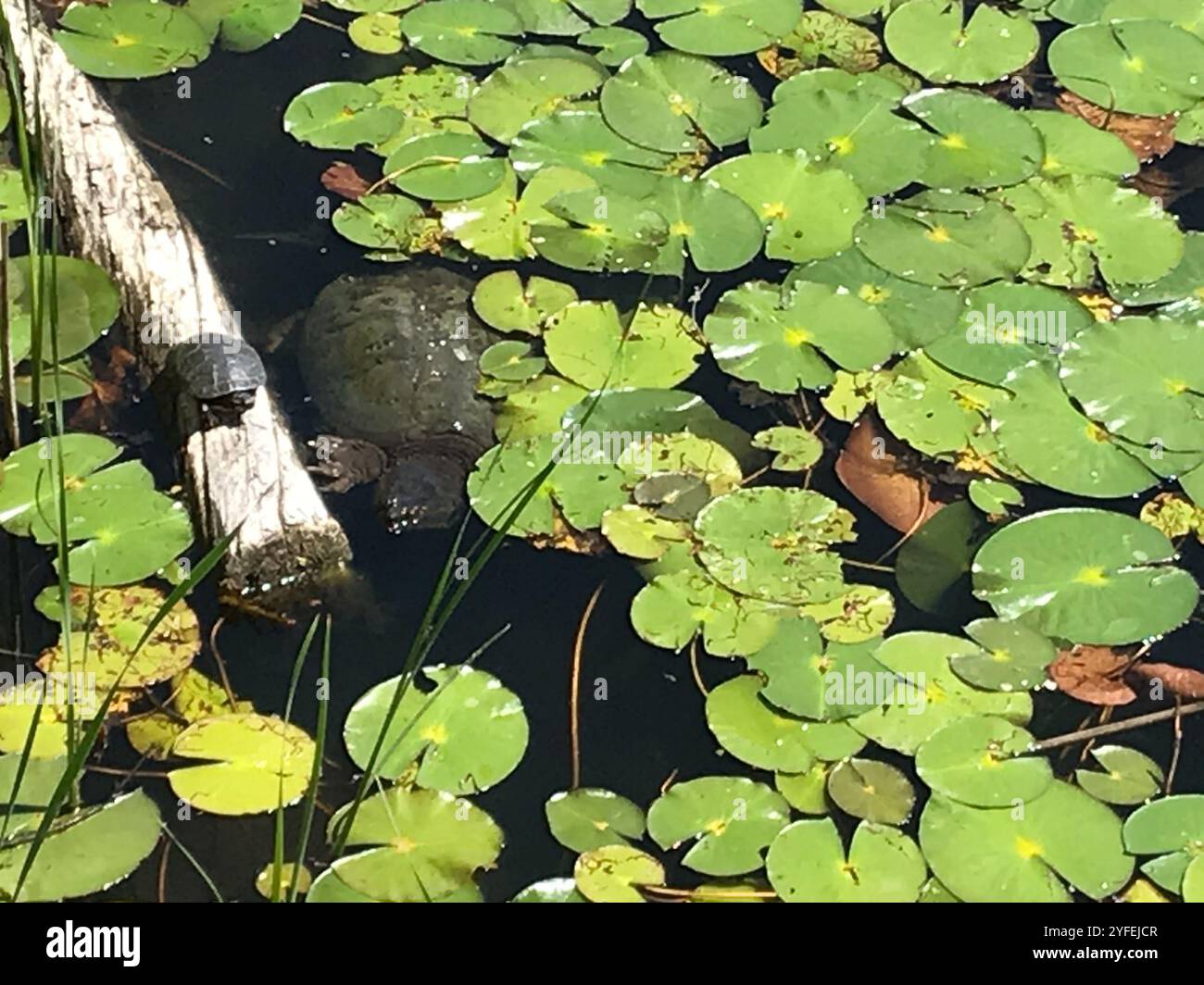 Common Snapping Turtle (Chelydra serpentina Stock Photo - Alamy