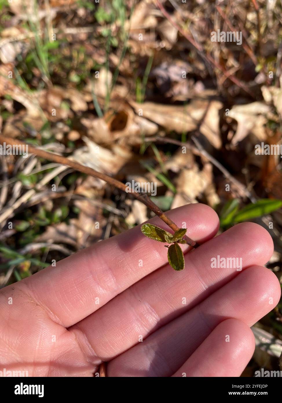 New Jersey tea (Ceanothus americanus Stock Photo - Alamy