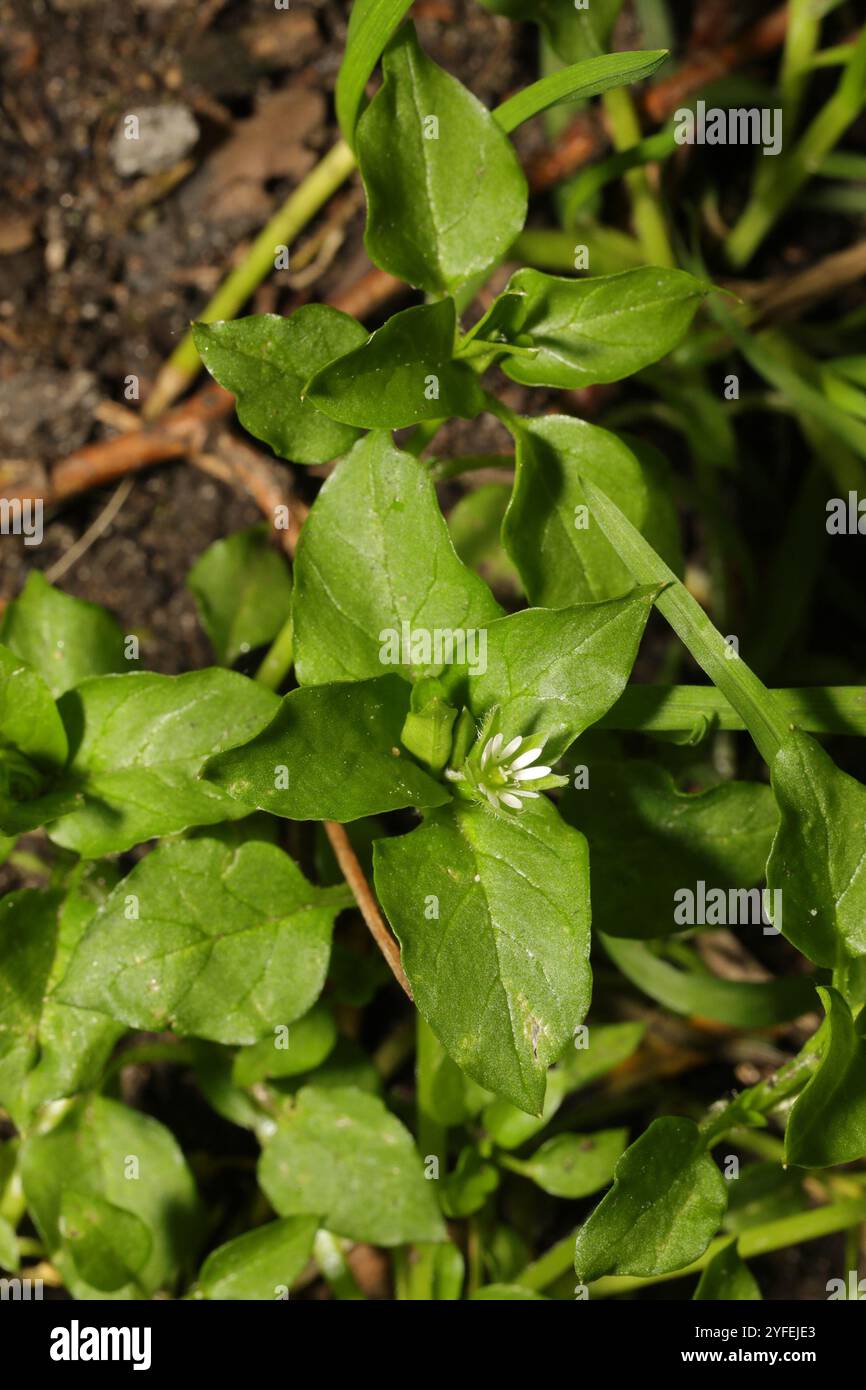 common chickweed (Stellaria media Stock Photo - Alamy