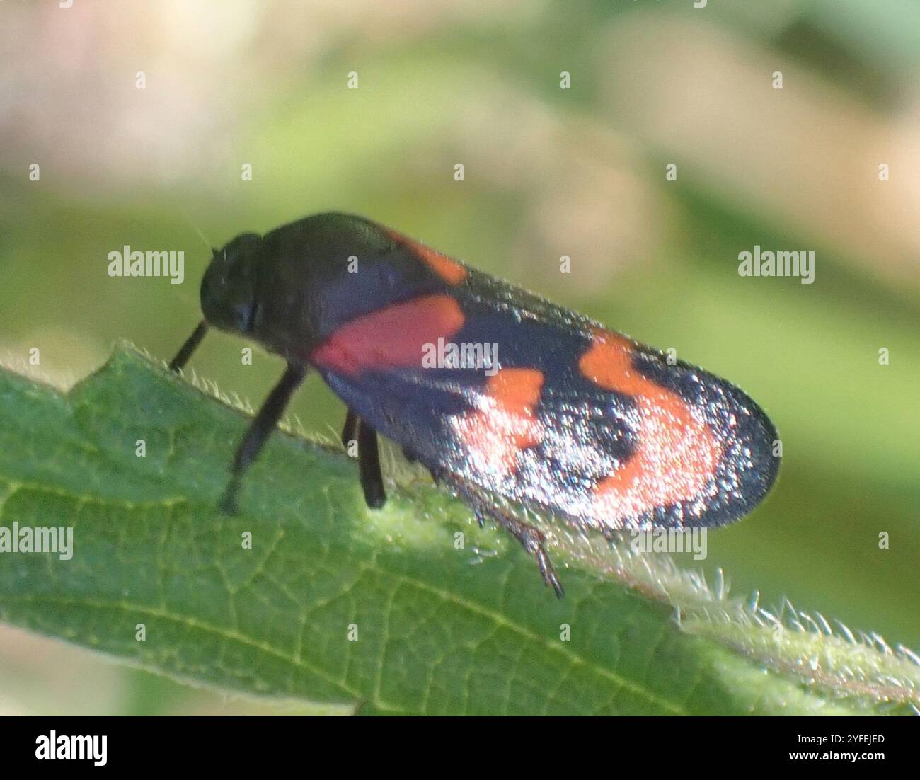 Common Froghopper (Cercopis vulnerata Stock Photo - Alamy