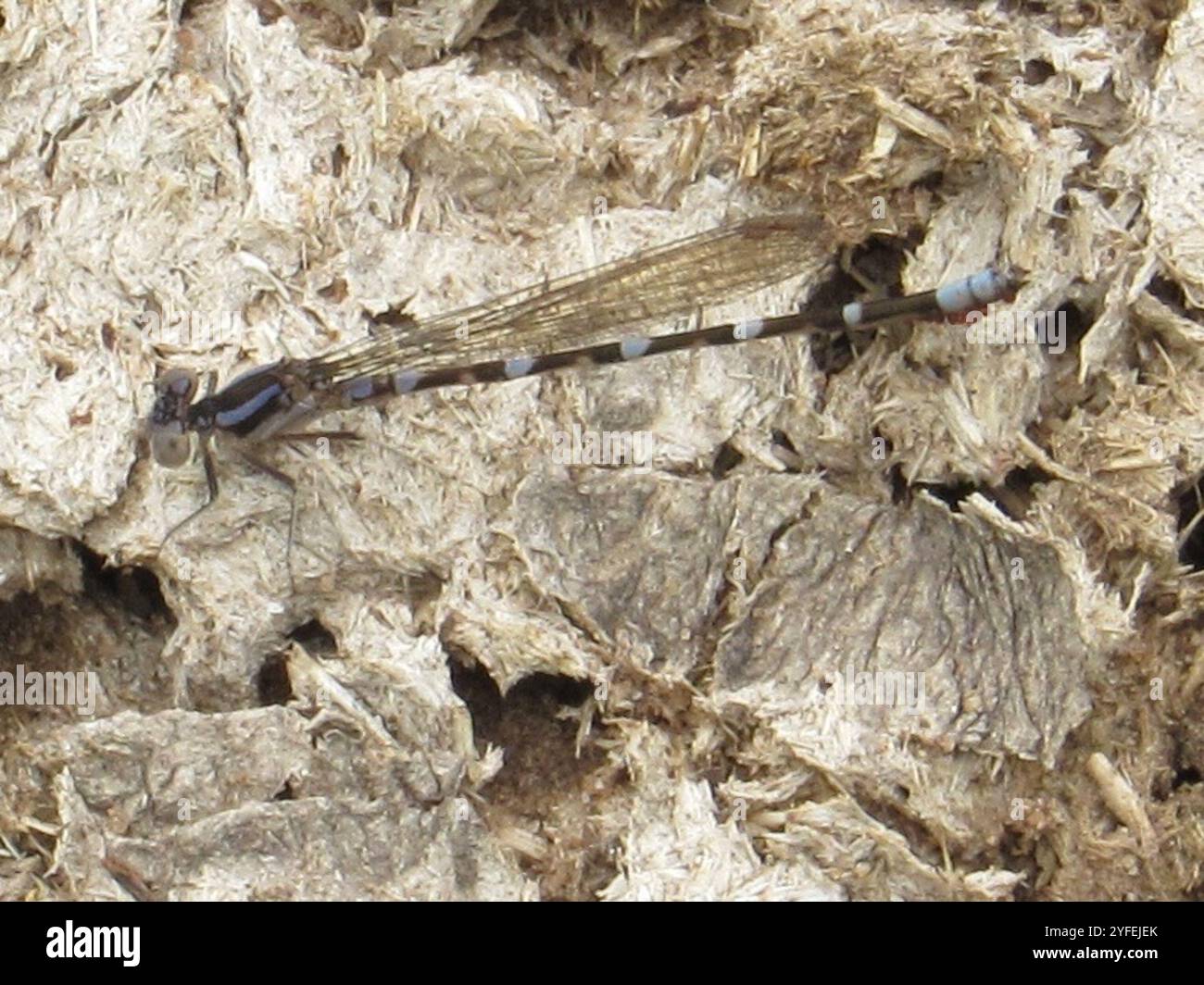 Blue-ringed Dancer (Argia sedula Stock Photo - Alamy