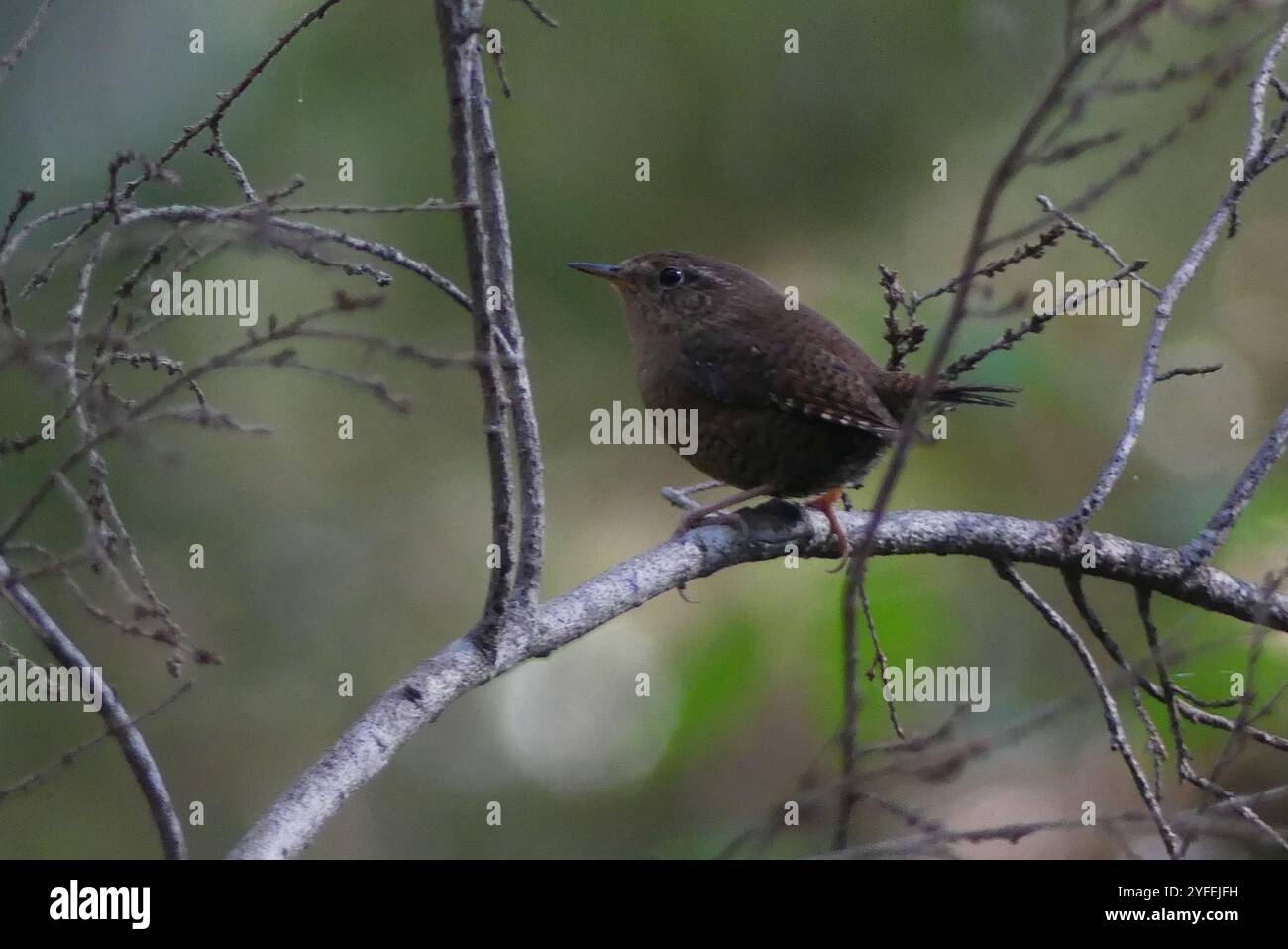 Pacific Wren (Troglodytes pacificus Stock Photo - Alamy
