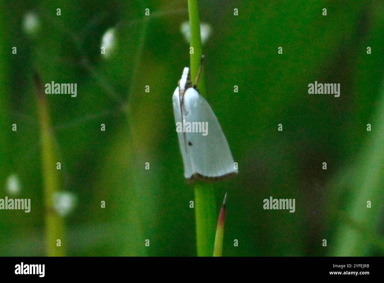 Snowy Urola Moth (Urola nivalis Stock Photo - Alamy