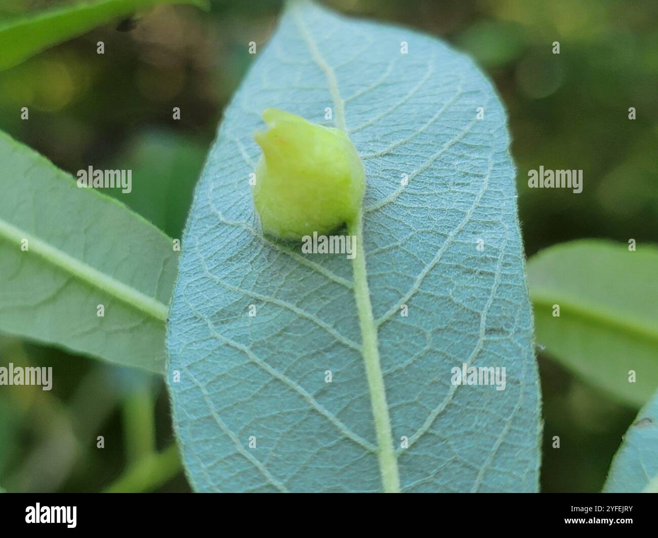 Winged and Once-winged Insects (Pterygota Stock Photo - Alamy