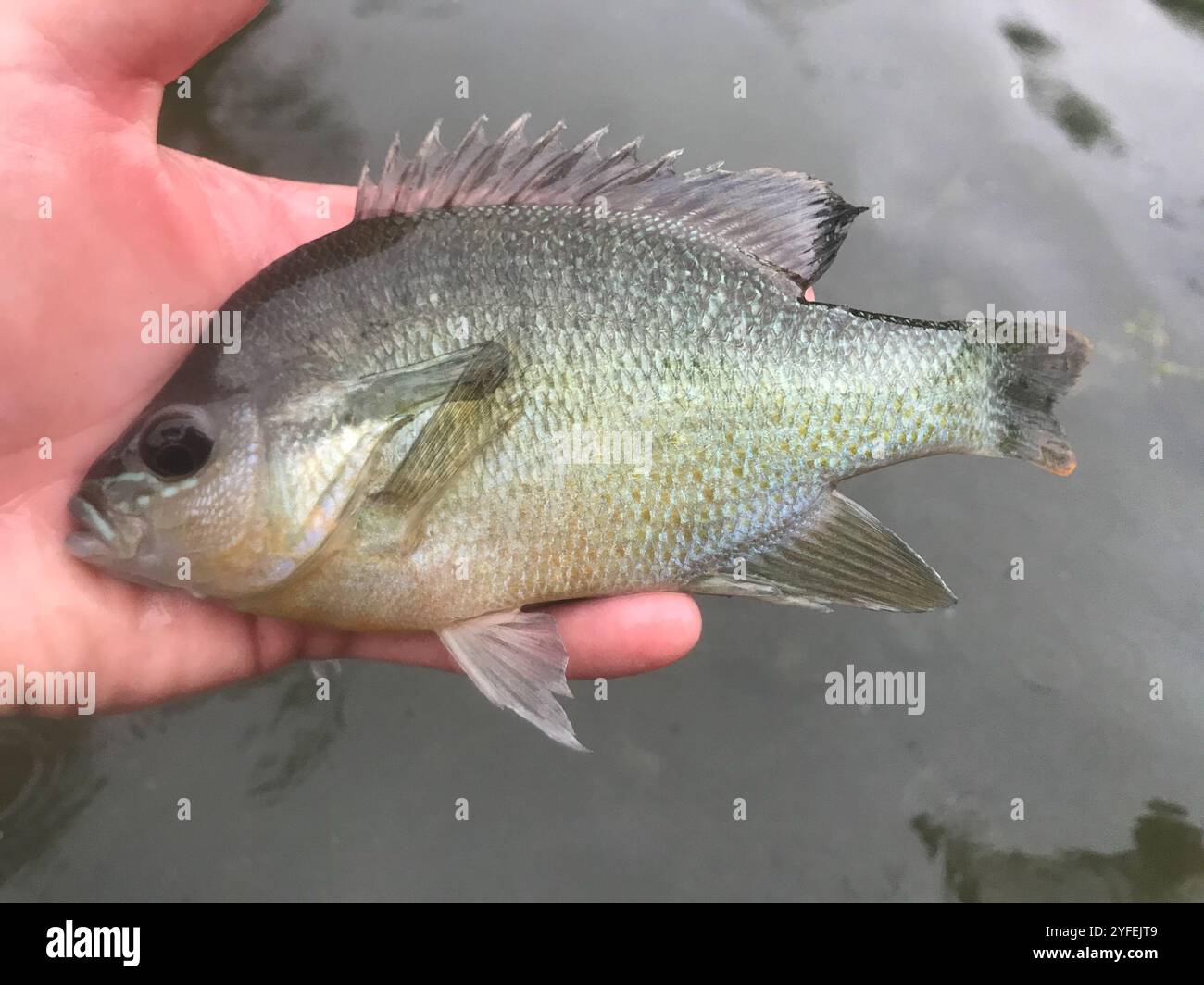 Redbreast sunfish hi-res stock photography and images - Alamy