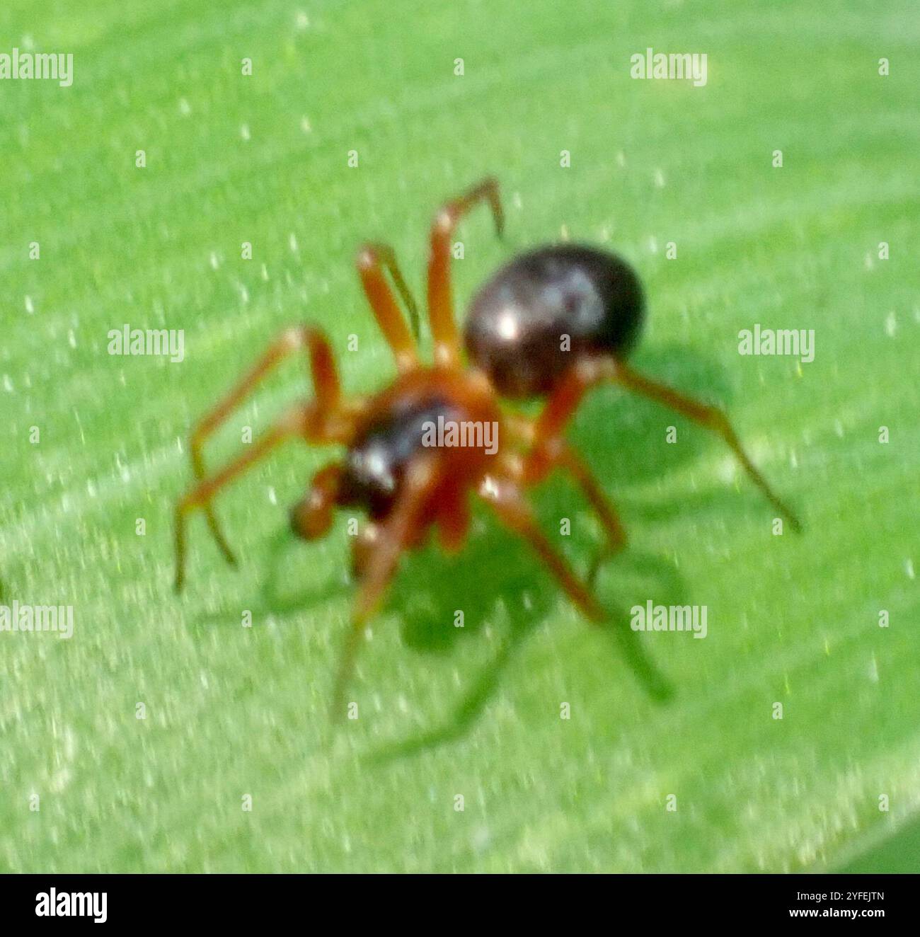 Sheetweb and Dwarf Weavers (Linyphiidae Stock Photo - Alamy