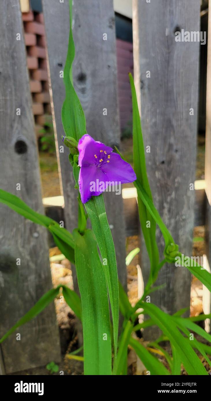 Virginia spiderwort (Tradescantia virginiana Stock Photo - Alamy