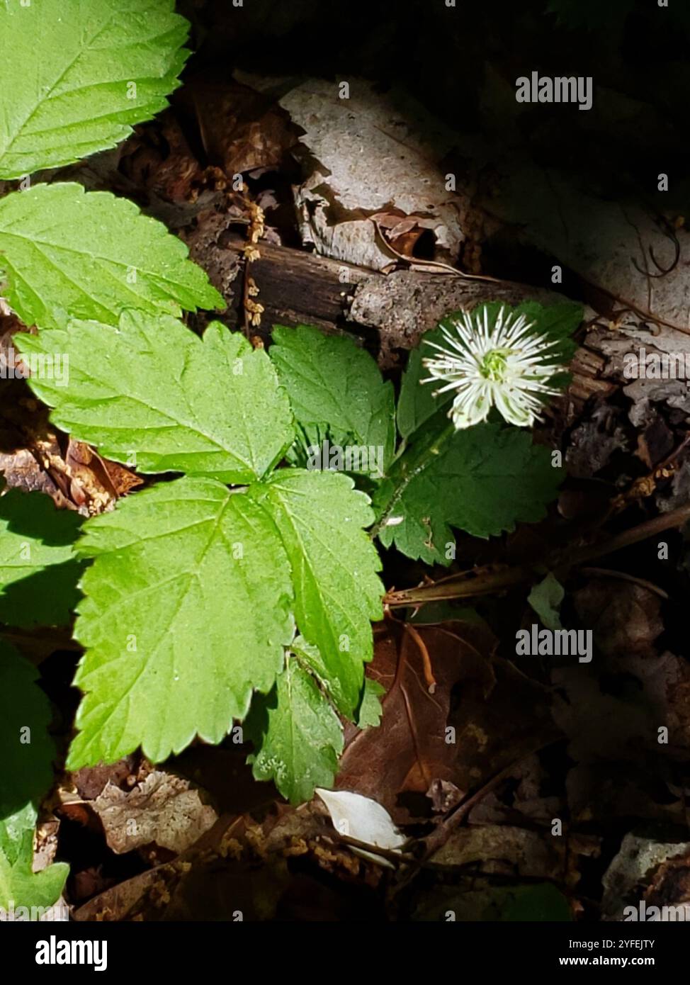 Common Dewberry (Rubus flagellaris Stock Photo - Alamy
