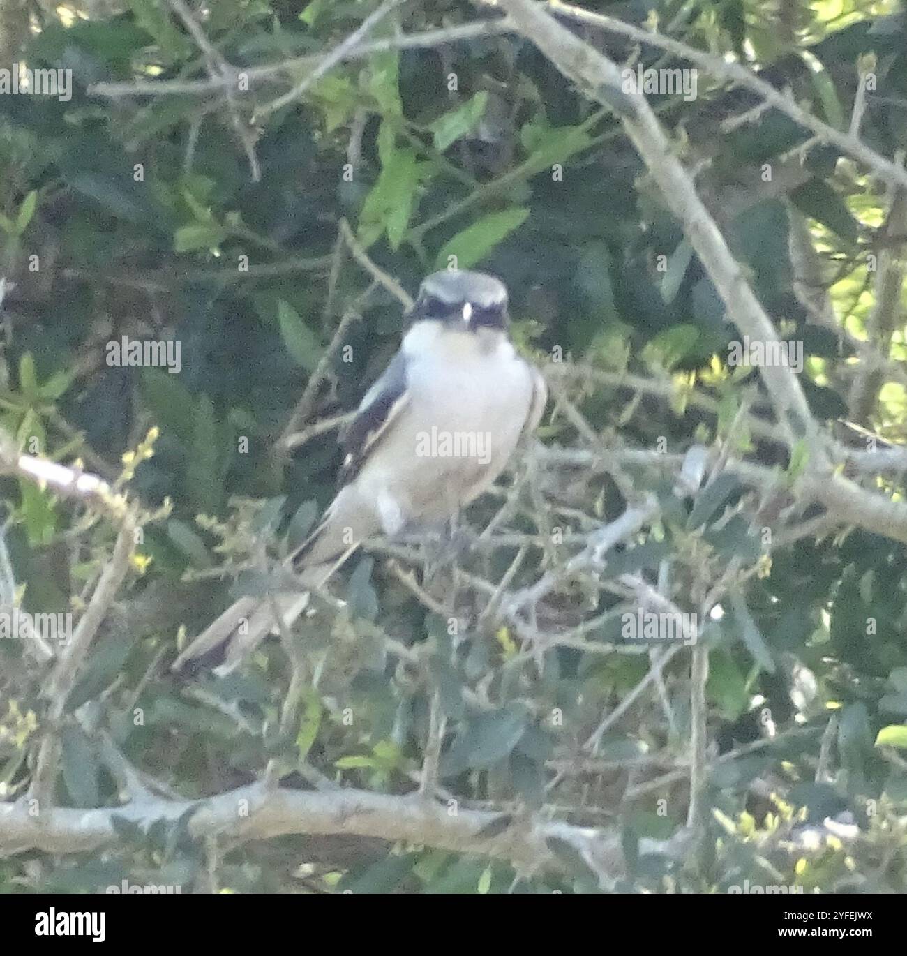Loggerhead Shrike (Lanius ludovicianus Stock Photo - Alamy