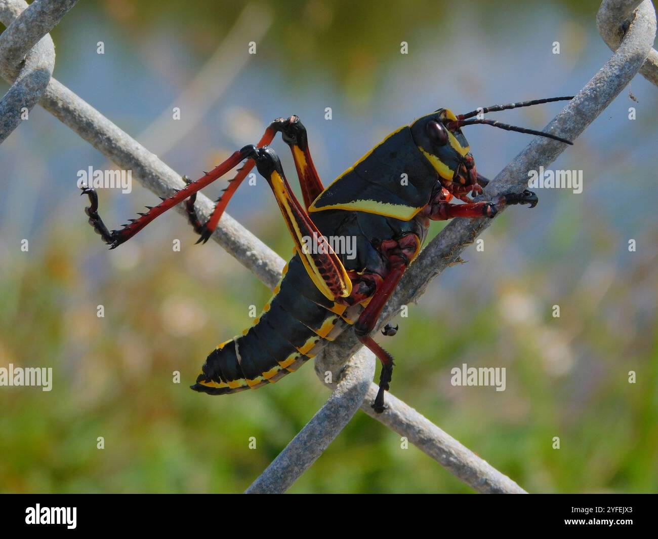 Eastern Lubber Grasshopper (Romalea microptera Stock Photo - Alamy