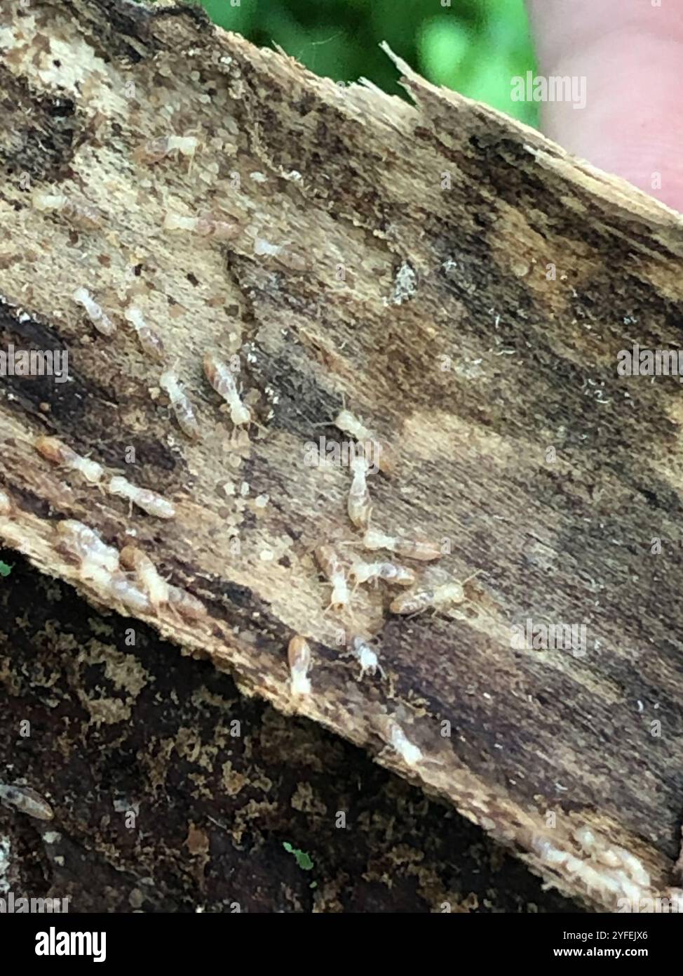 Eastern Subterranean Termite (Reticulitermes flavipes Stock Photo - Alamy