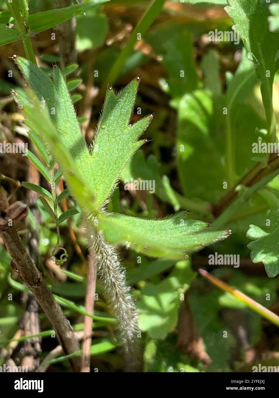 Western Buttercup (Ranunculus occidentalis Stock Photo - Alamy
