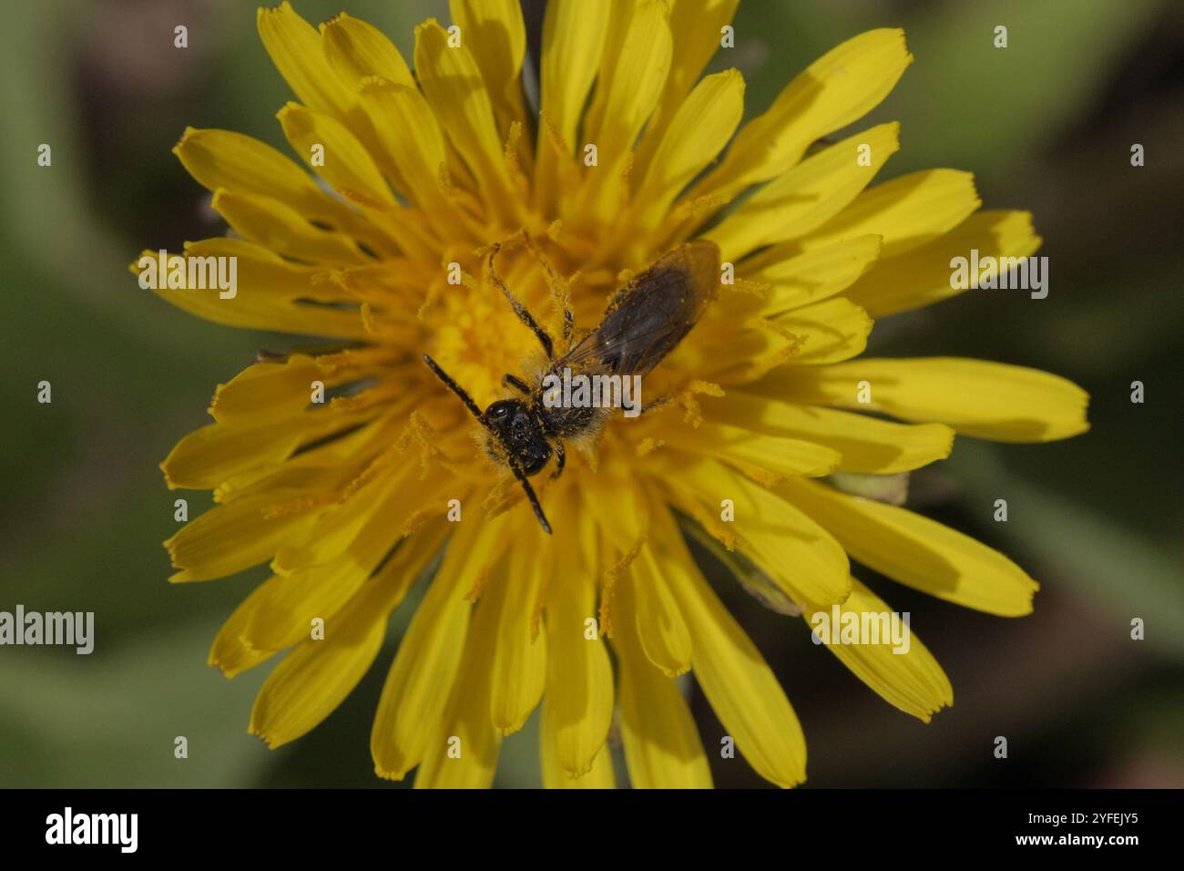 Mining Bees (Andrena Stock Photo - Alamy