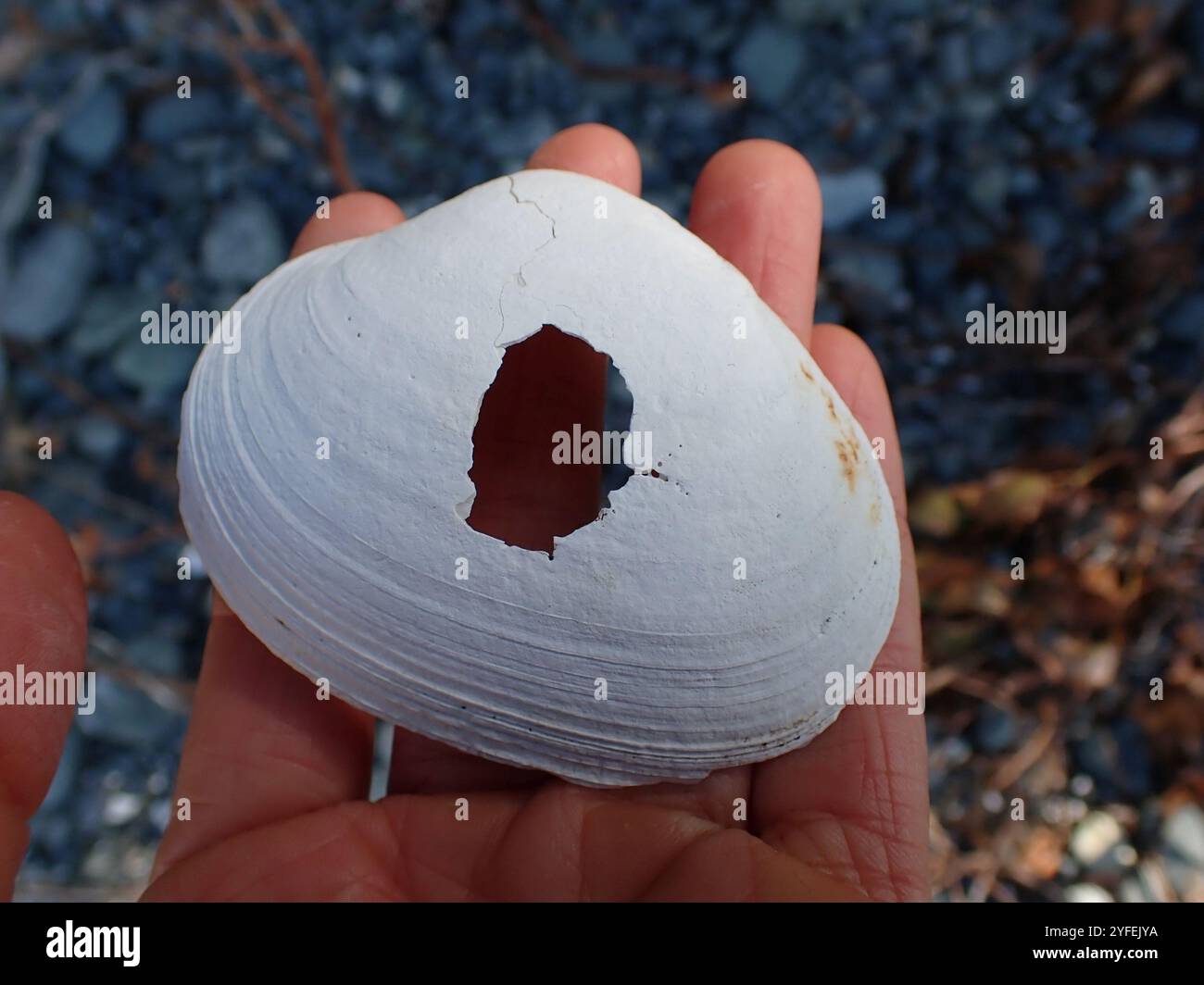 Butter Clam (Saxidomus gigantea Stock Photo - Alamy