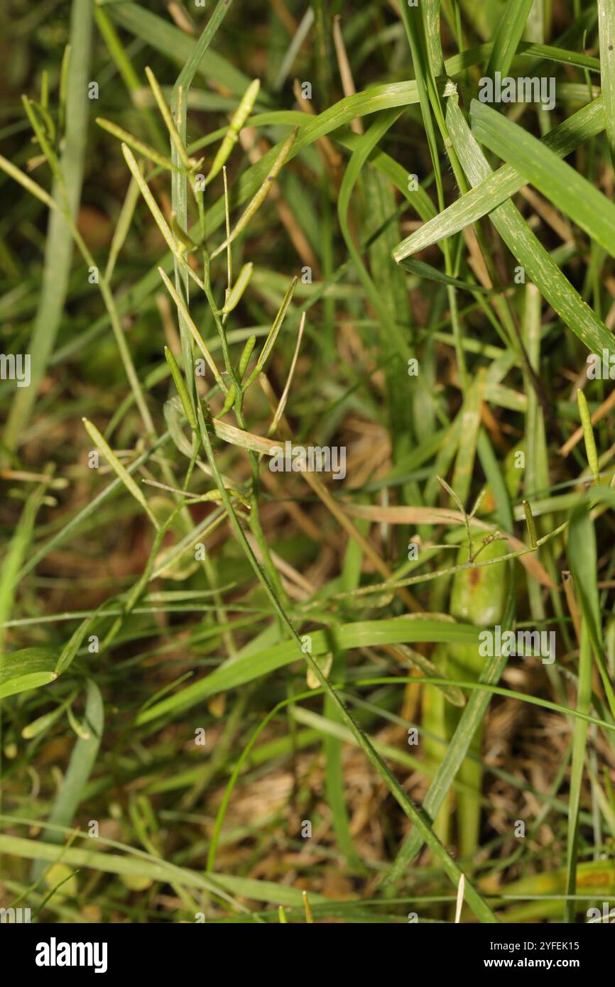 wavy bittercress (Cardamine flexuosa Stock Photo - Alamy