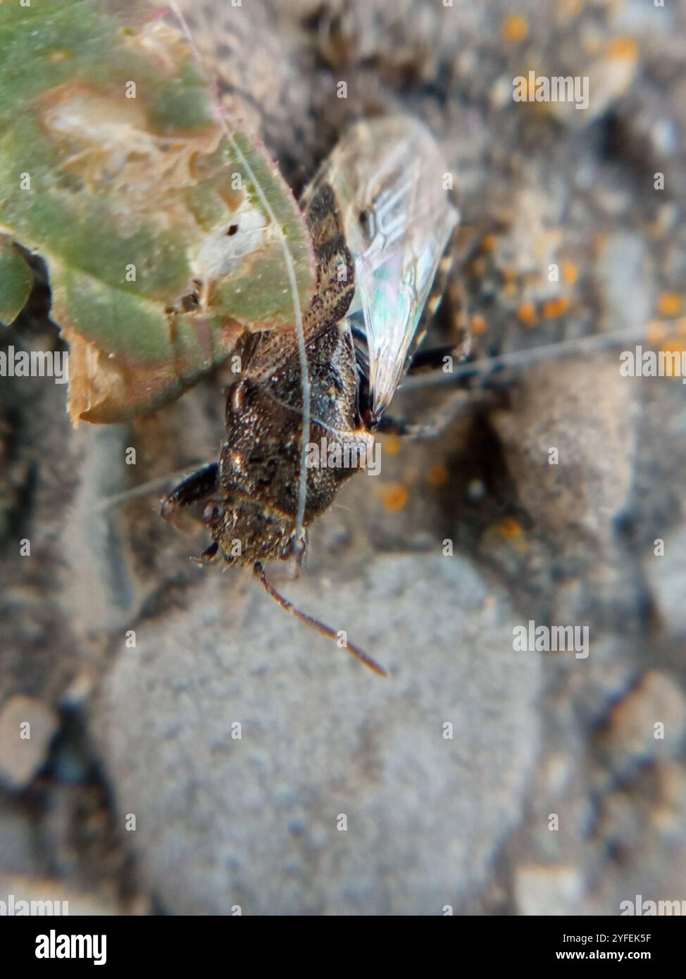 Nettle ground bug (Heterogaster urticae Stock Photo - Alamy