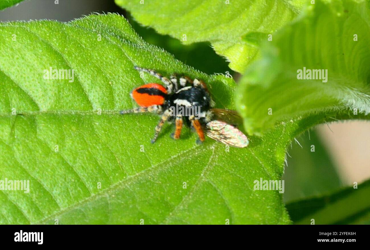 Red-bellied Jumping Spider (Philaeus chrysops Stock Photo - Alamy