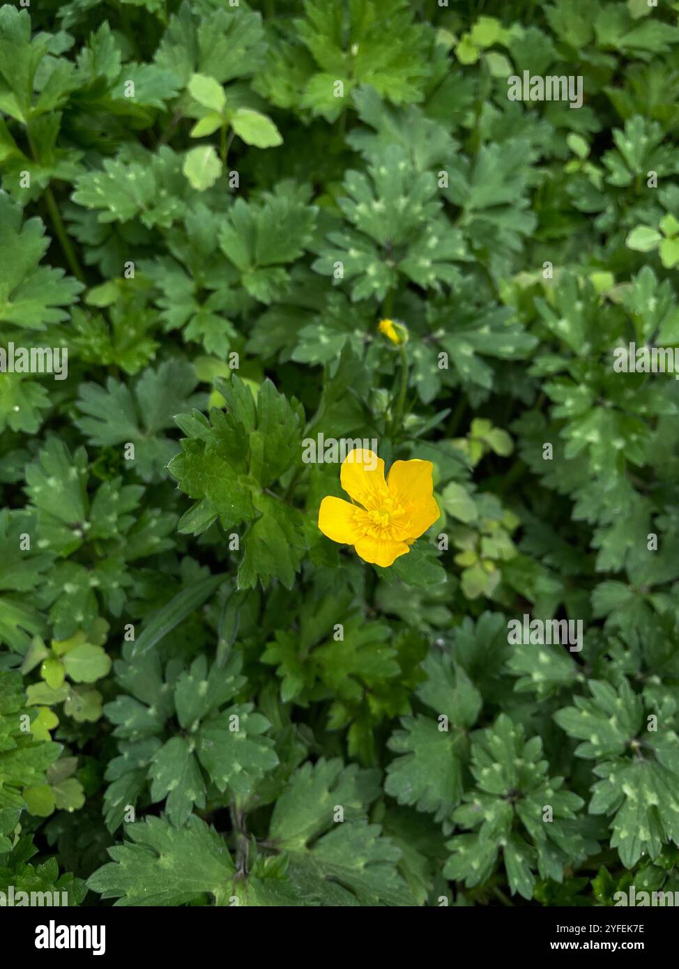 Creeping buttercup (Ranunculus repens Stock Photo - Alamy