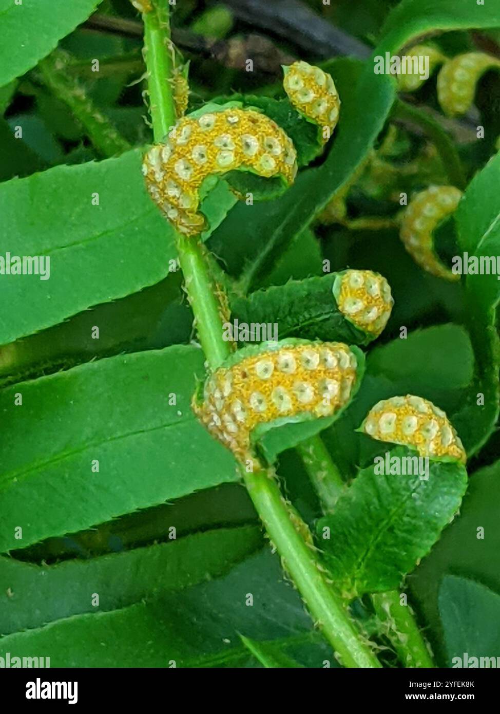 Christmas fern (Polystichum acrostichoides Stock Photo - Alamy