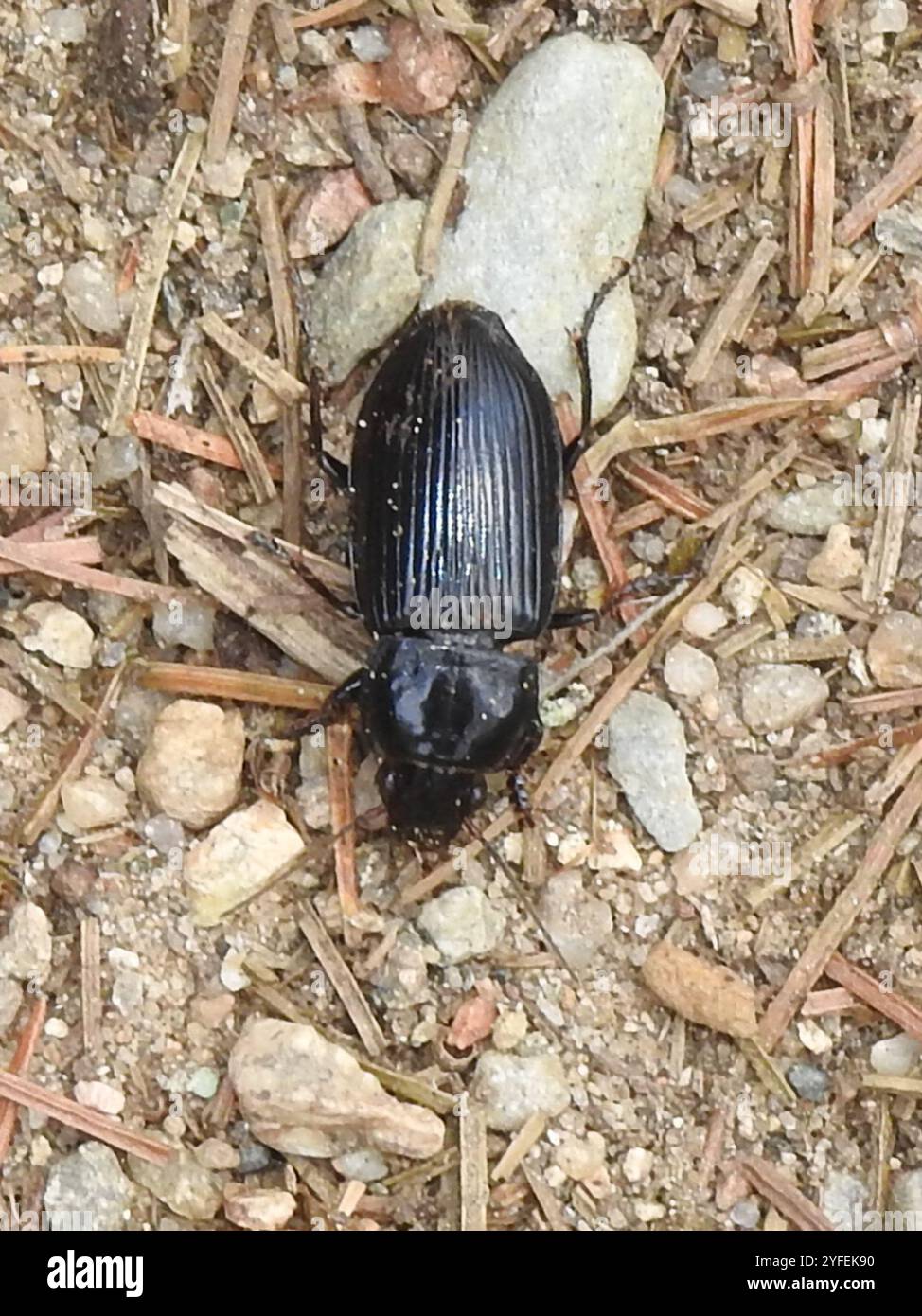 Ground Beetles (Carabidae Stock Photo - Alamy