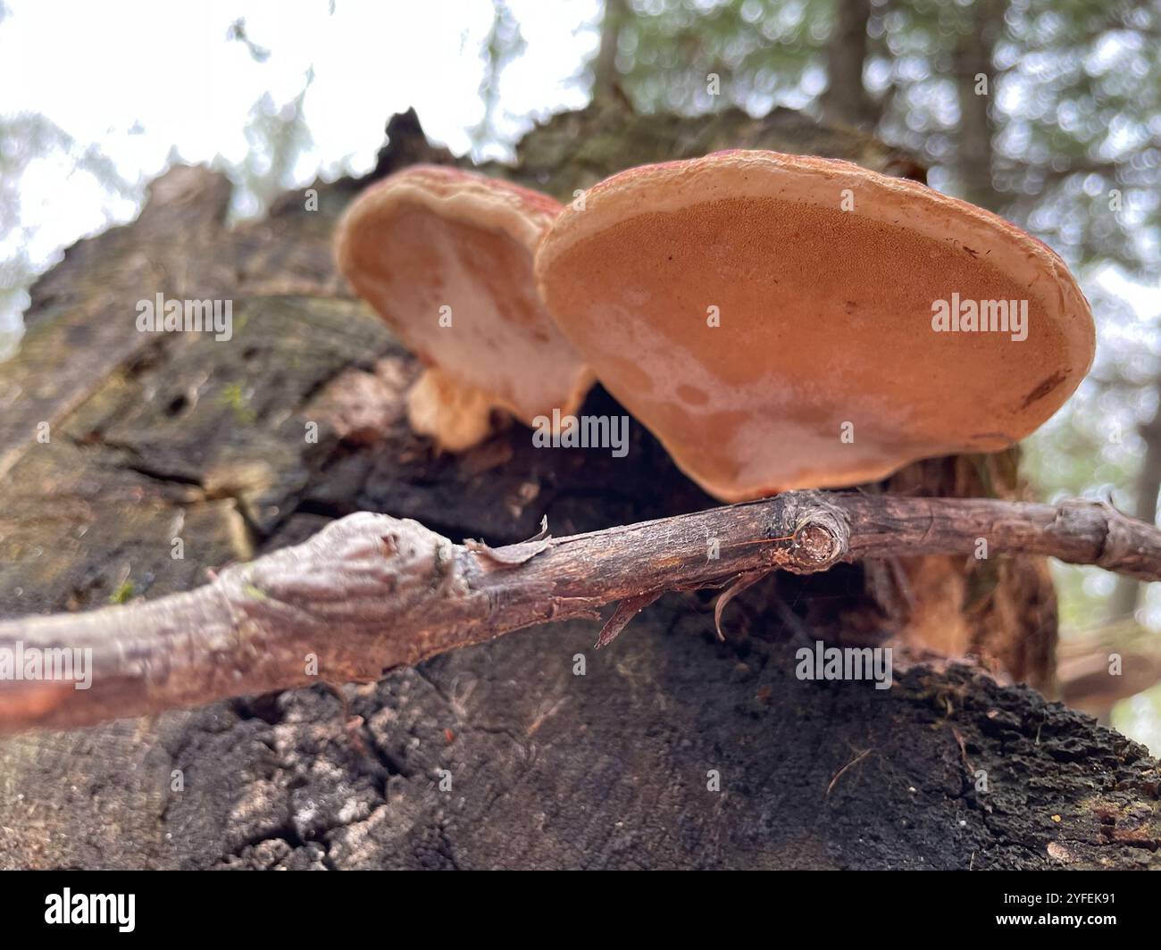Northern Red Belt (Fomitopsis mounceae Stock Photo - Alamy